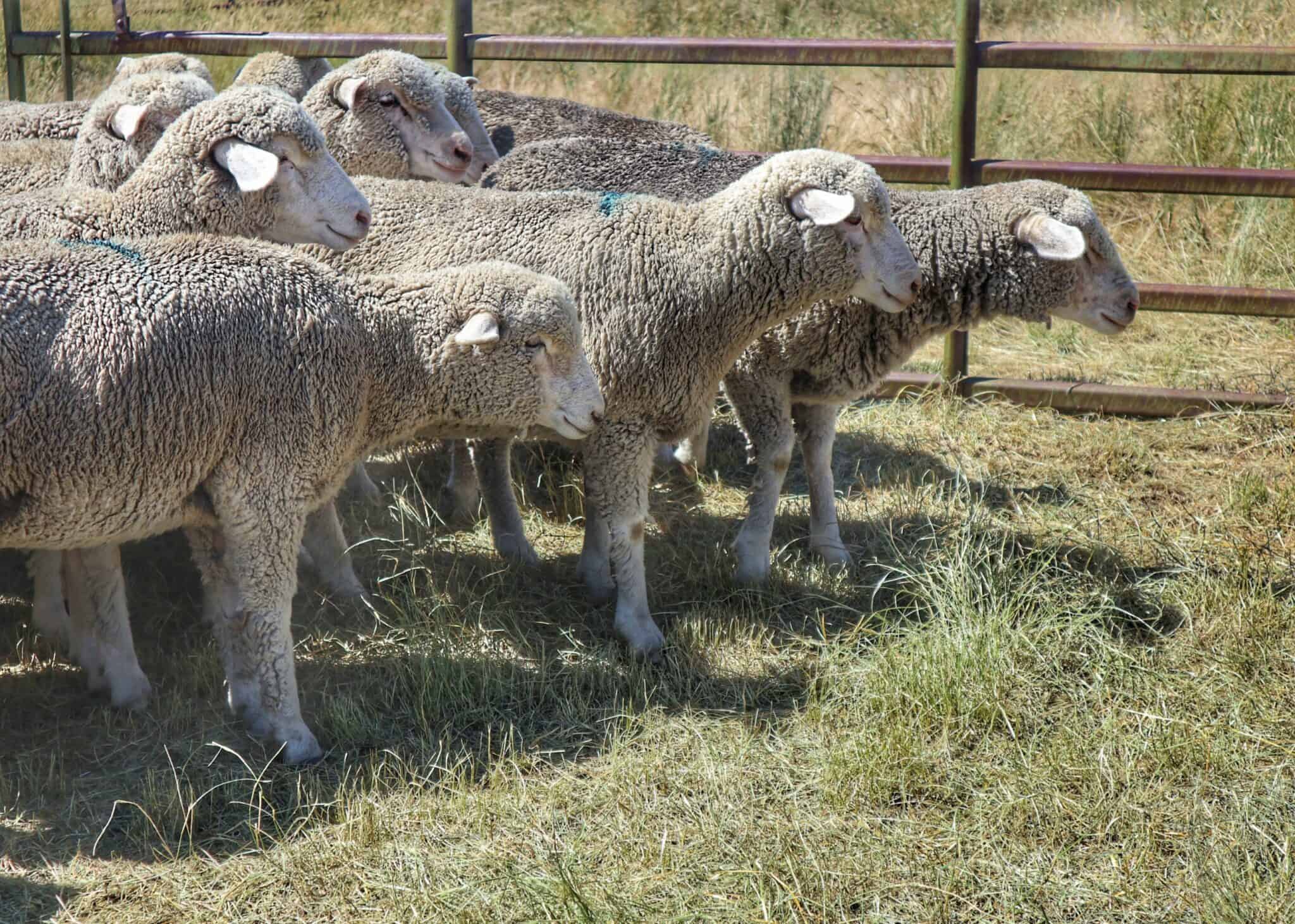Roswell Wool Brokers – Where Quality Wool Meets World-Class Markets